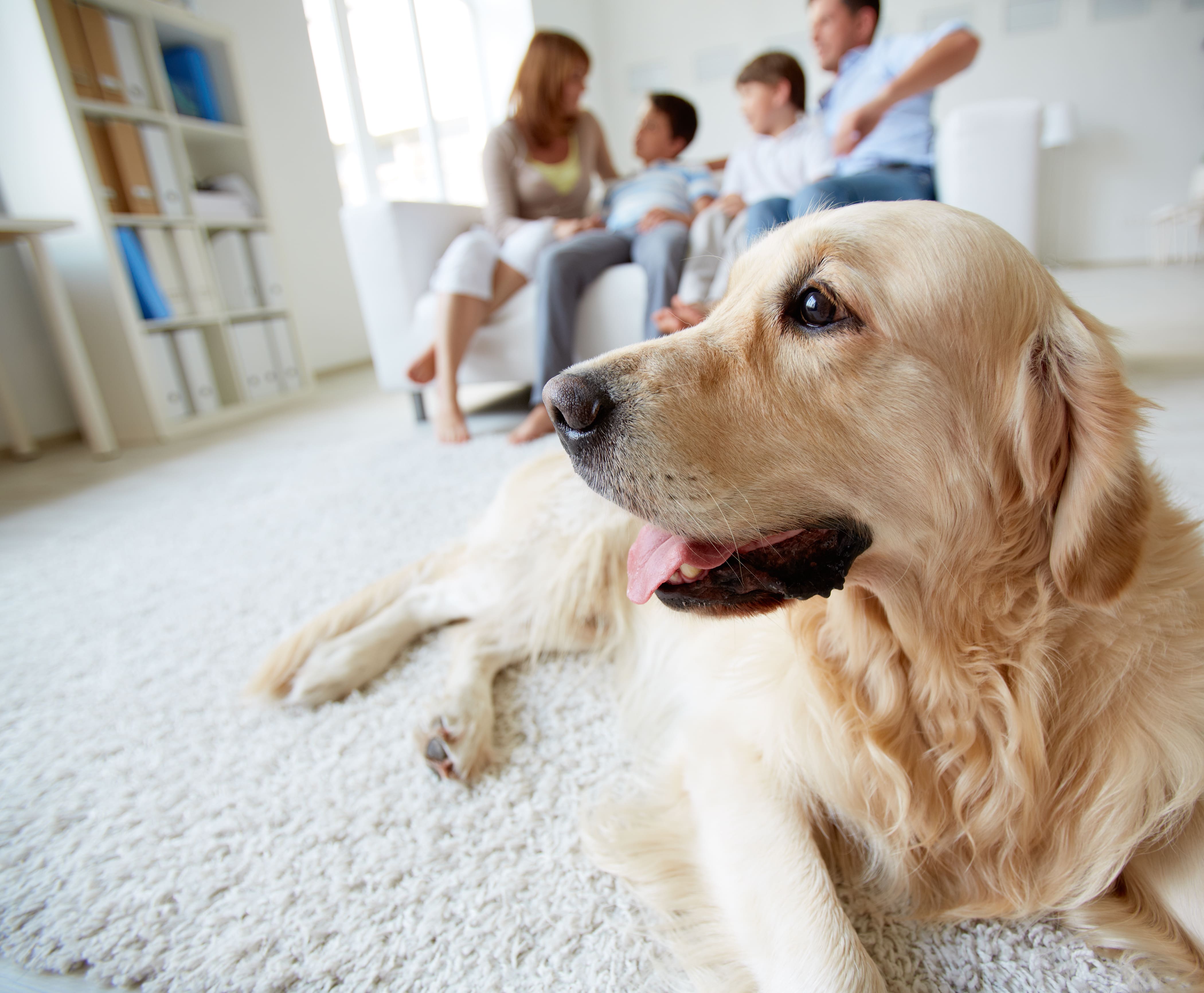 Who Keeps Pets in a Texas Divorce? | Killeen Divorce Lawyers